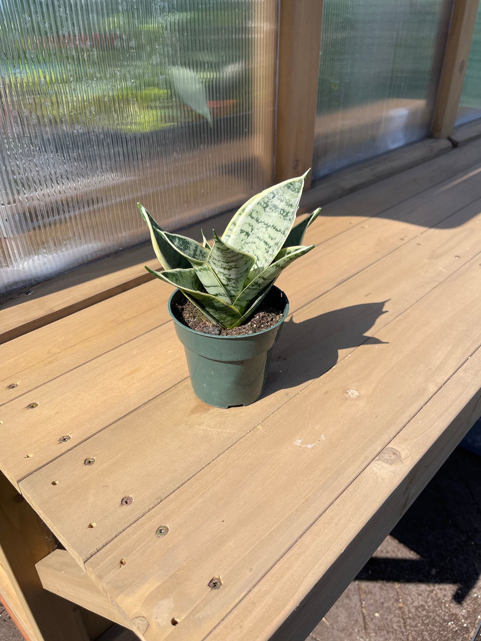 4 inch Snake Plant “Silver Star” – The Unfurling Factory LLC