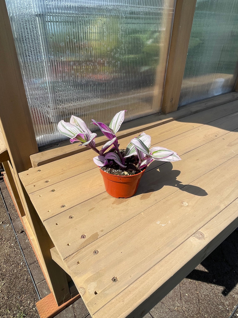 4 inch Tradescantia Nanouk – The Unfurling Factory LLC